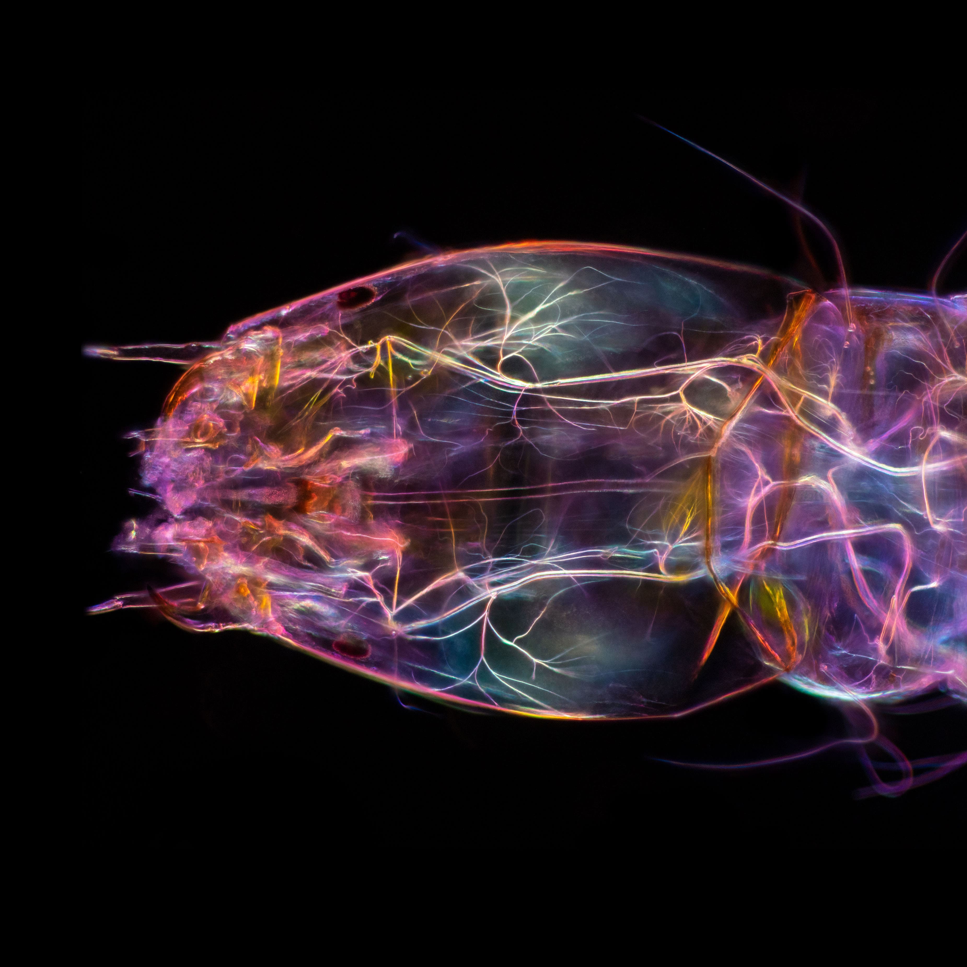 Larval stage of midge fly