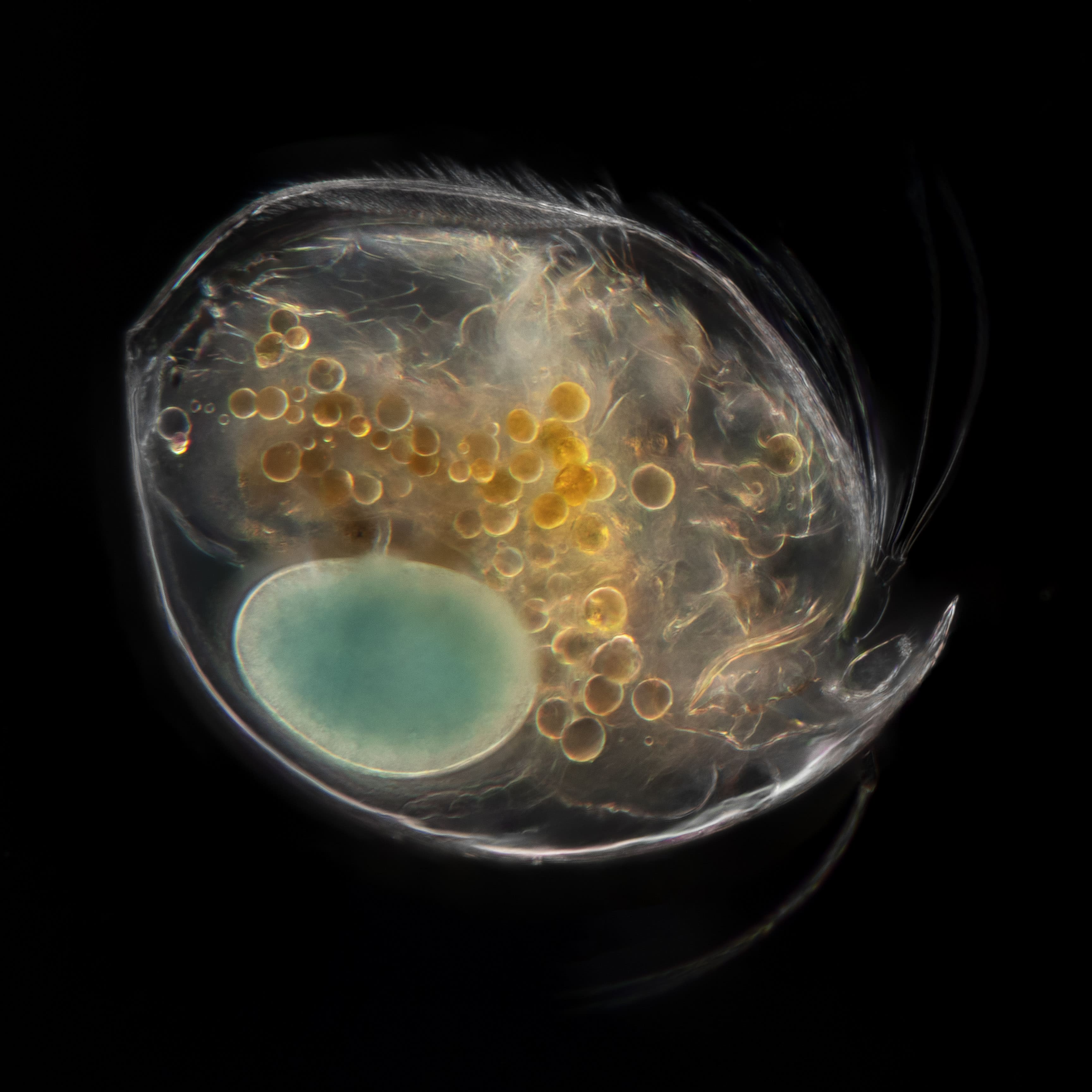 Zooplankton