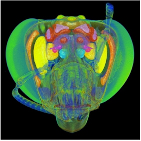 Bee brain
