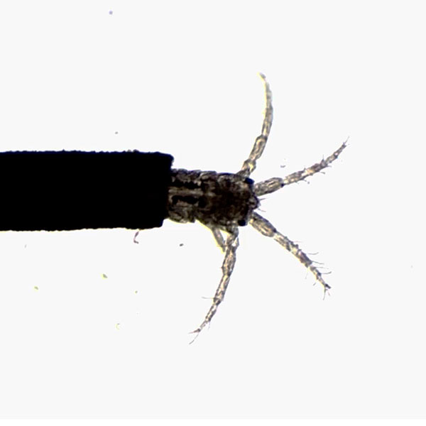 Tube-dwelling amphipod