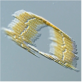Diatoms
